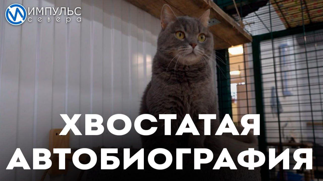 Хвостатая автобиография: кошка Снежка о своей жизни в приюте и мечтах о новом хозяине