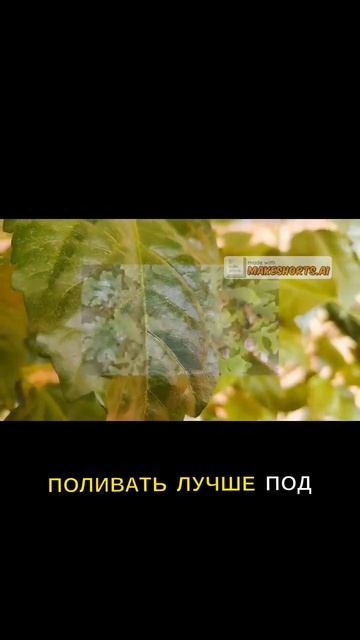 STOP Killing Your Plants! 🛑 Cineraria Care Guide