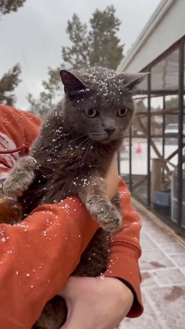 Реакция котика на снег