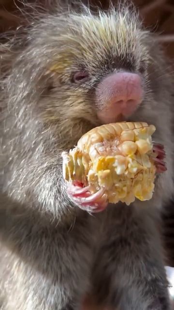 Поедание кукурузы