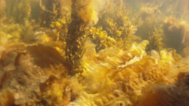 © "Поиски Соловецких колоколов" 2010 Мелководье,водоросли, подводные съемки 4005