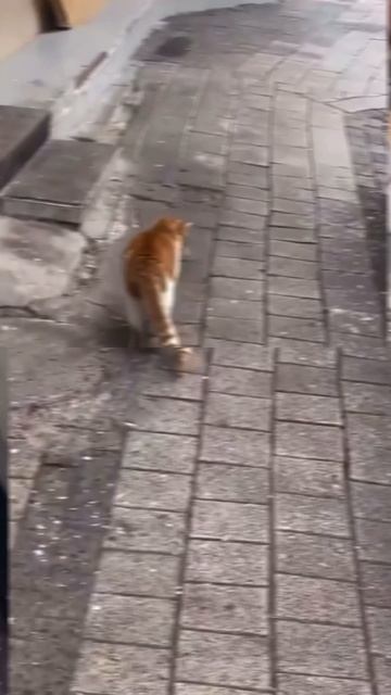 Кот 🐈 и снег ❄️ = 💞 подпишись 👇😊👍