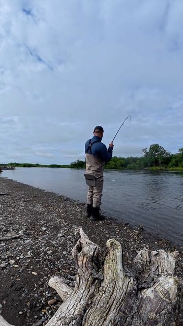 Горбуша с берега. Кайф