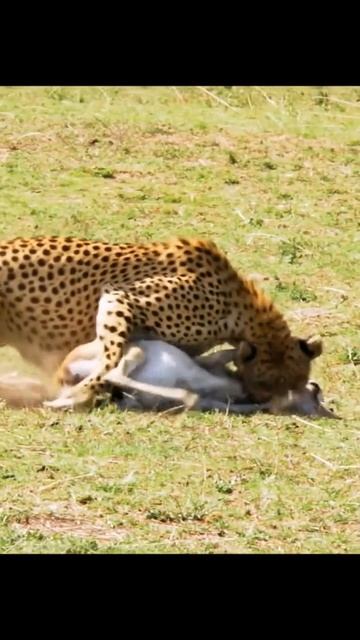 Высокая скорость гепарда во время охоты