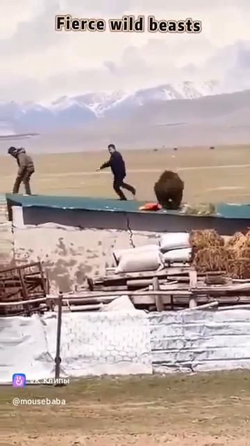 Агрессивные по природе