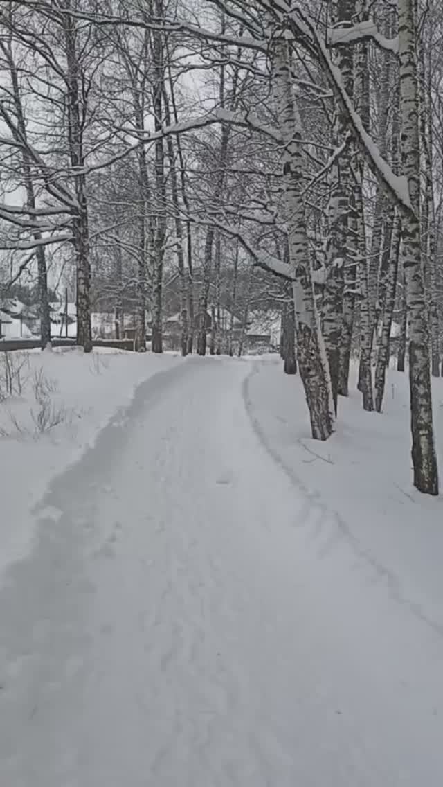 Сон заснеженных деревьев.
