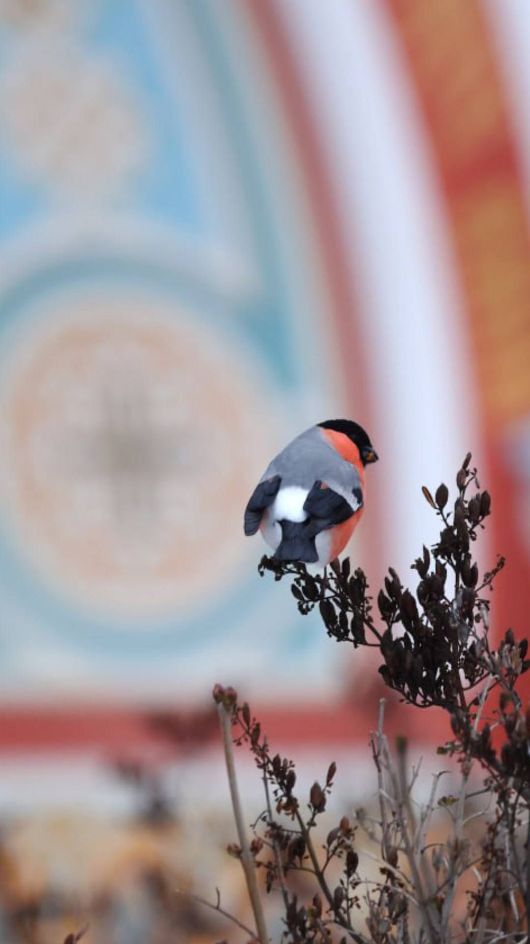 Цвет небесный, синий цвет / Полюбил я с малых лет...