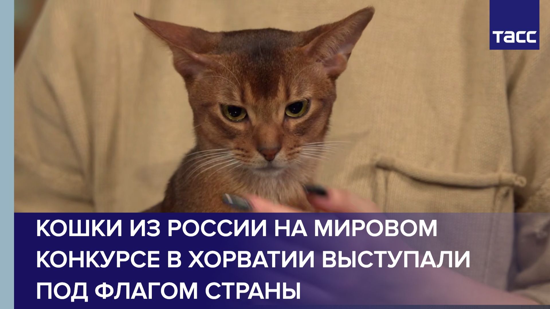 Кошки из России на мировом конкурсе в Хорватии выступали под флагом страны