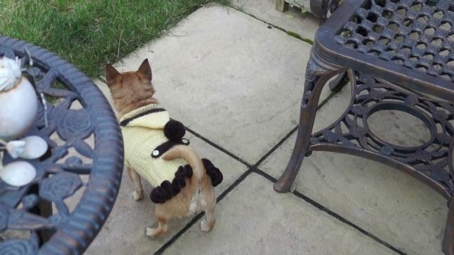 Топ Модели Черри и Лилли. Короткий обзор моих изделий для собак. Примерка.