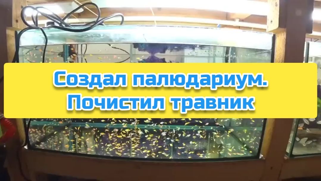 Создал палюдариум. Почистил травник