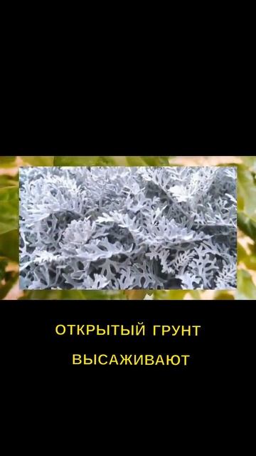 Cineraria Masterclass: From Seed to Garden! 🌱