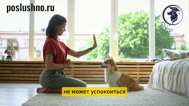 Как помочь собаке успокоиться? Кинолог Игорь Алтайский.