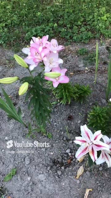 Ленинградская область. Хвойное. 28.07.2024. Цветы на даче. Цветущие лилии. Эпизод 9