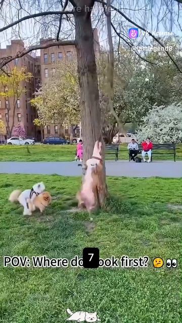 Приколы с животными