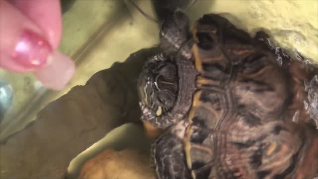 2026 новый год Тортик