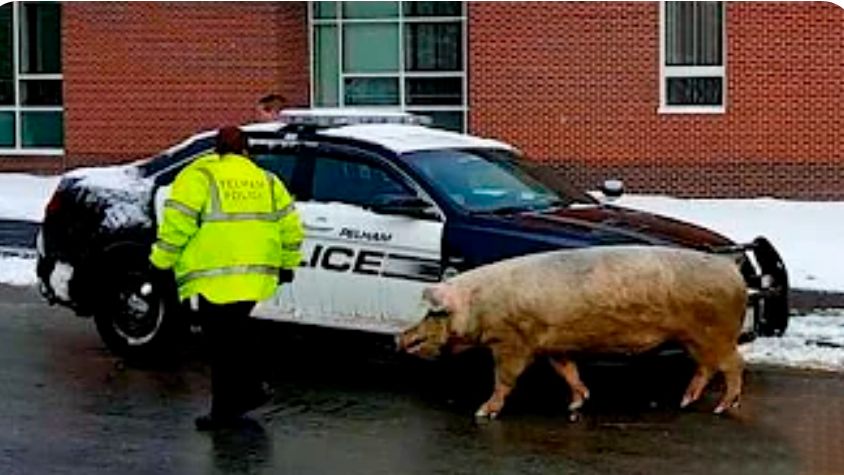 NEW! FailArmy. Worst Possible Time for This 😬❄️ | Winter Wipeouts 2026