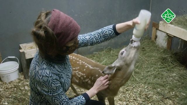 Дом дикой природы Пажо. Анонс. Канал ЗОО ТВ