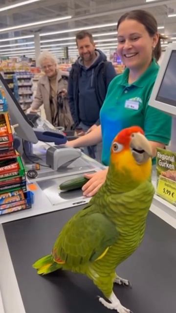 Попугай на кассе , ии
