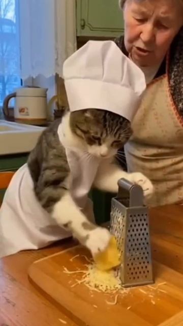 Барсик помогает с Готовкой