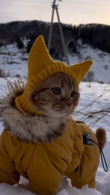 Модная кото шапочка 😺