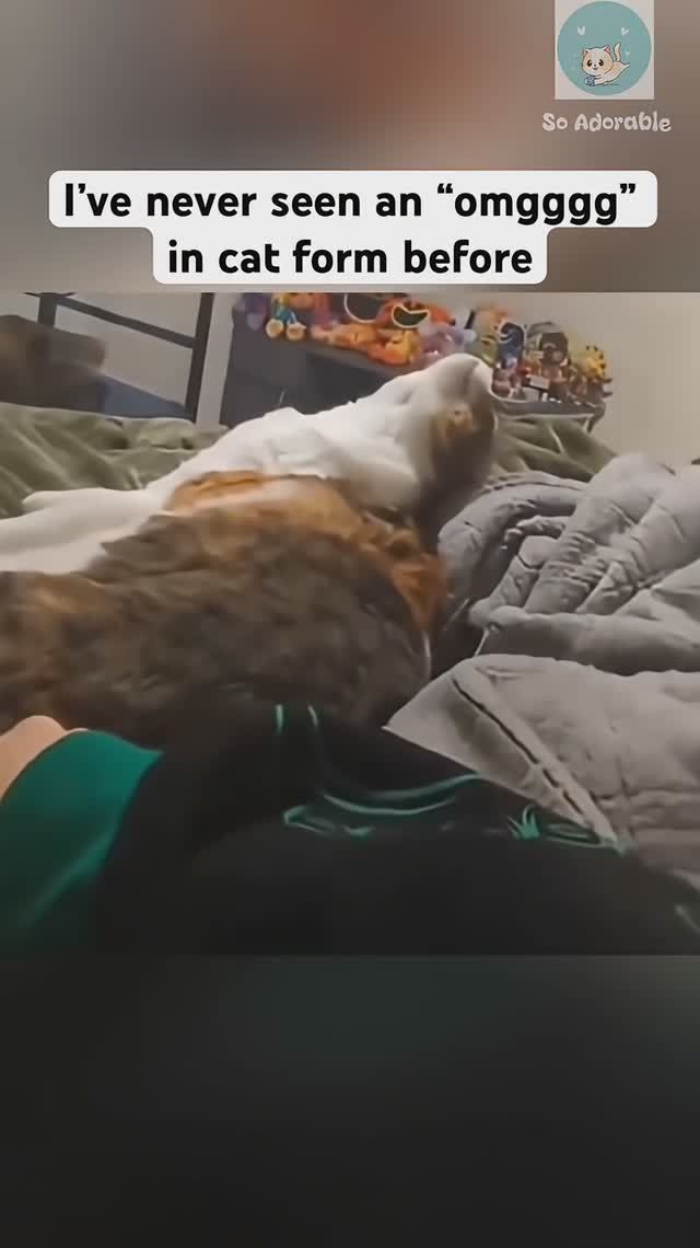 The cat was like “omg” 😂 #shorts #cat #catlovers