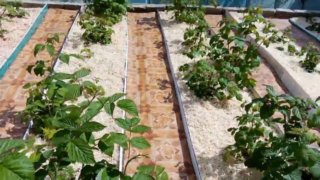 22 июня 2025. Ремонтантная малина.