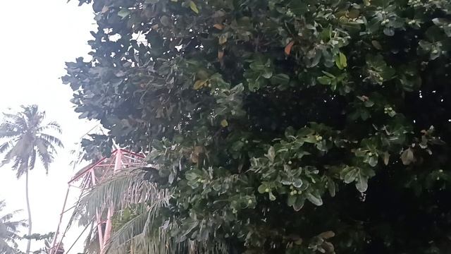 Дерево, где живут летучие лисицы, Камаду, Мальдивы (A Tree Where Flying Foxes Live, Kamadhoo)