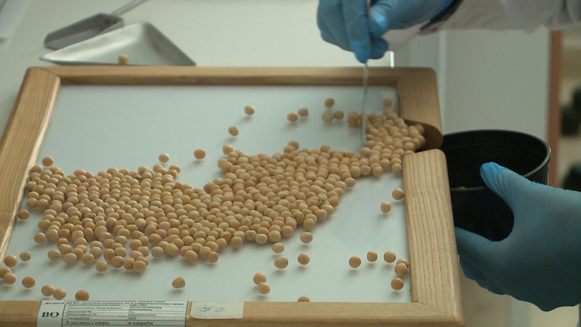 На Ставрополье проверяют качество семян для будущего урожая