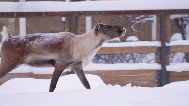 🦌 Какая эпичная грация! 🤩