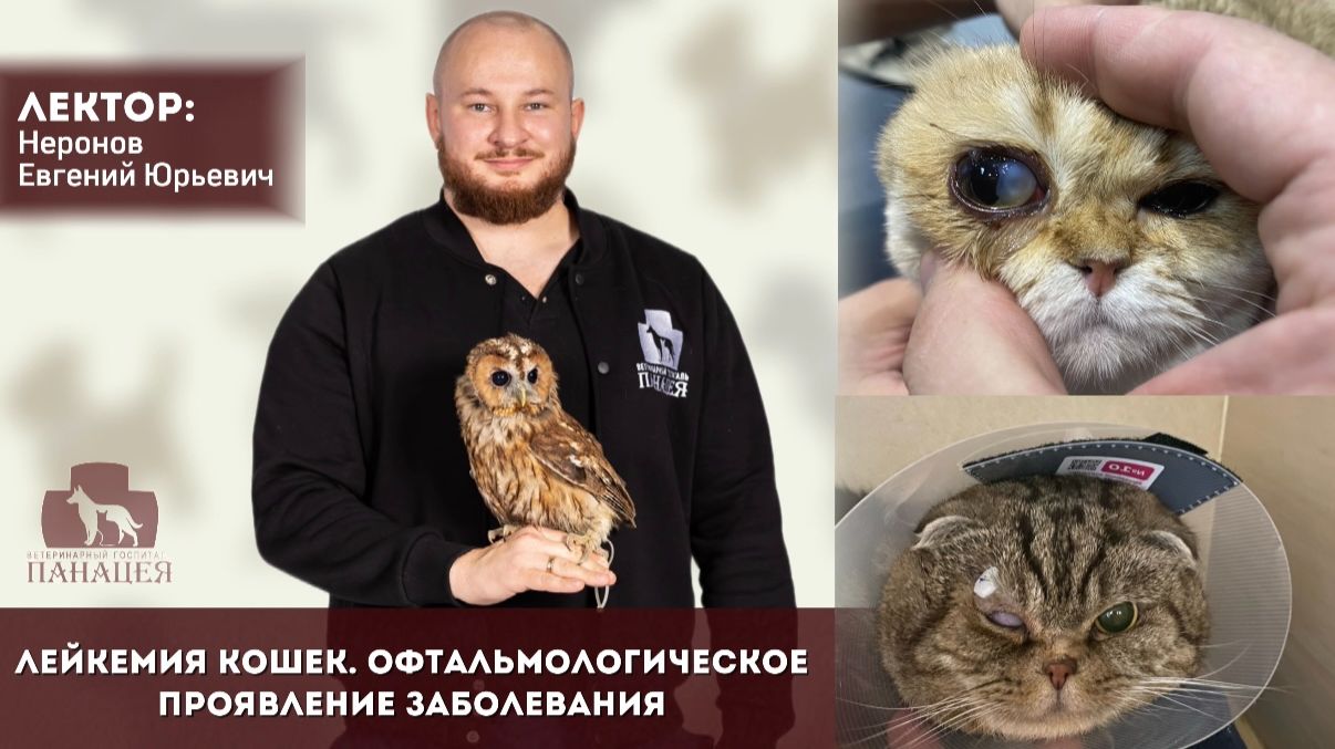 Лейкемия кошек: офтальмологические проявления | Диагностика, симптомы, прогноз