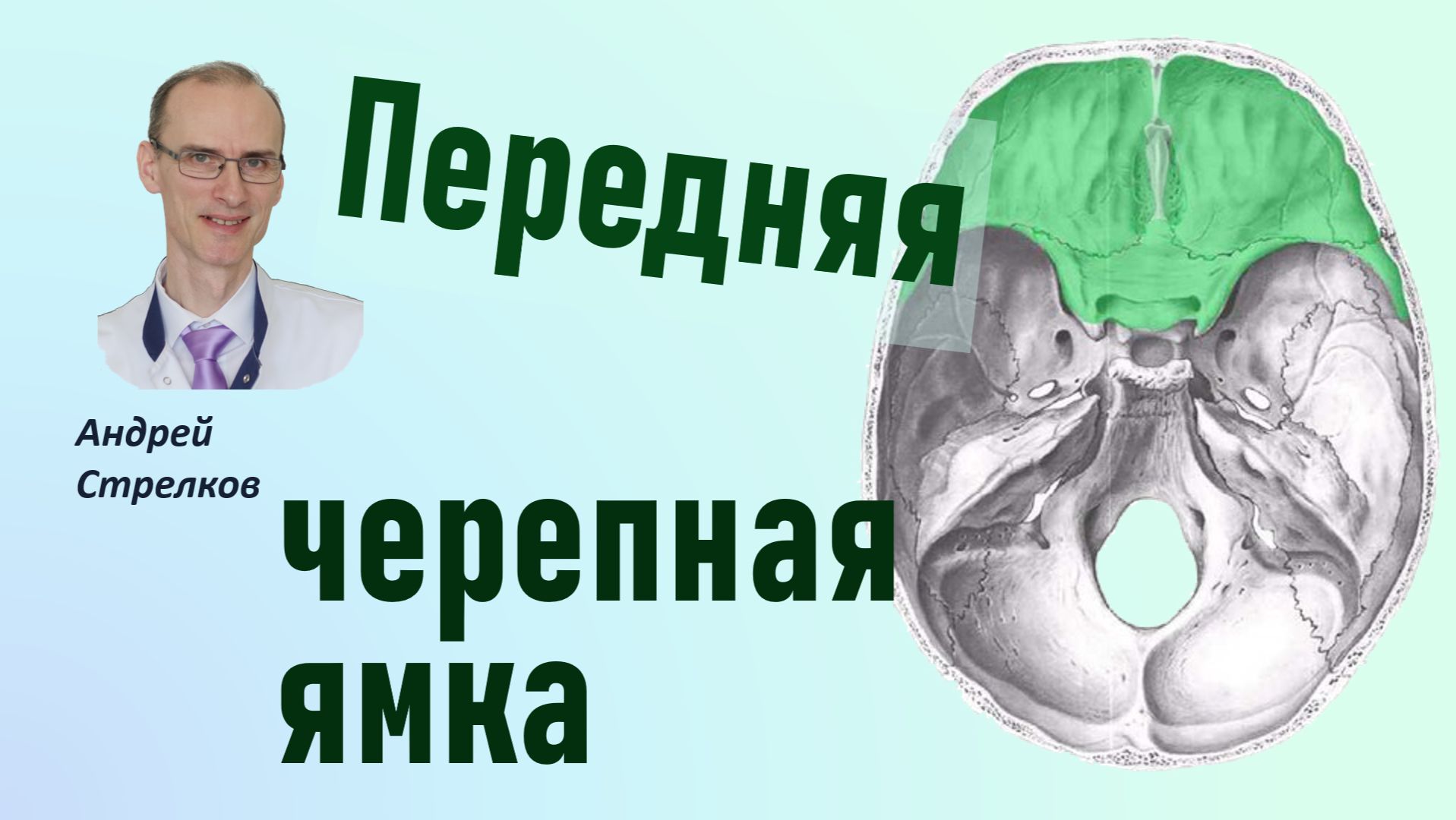 Передняя черепная ямка. Анатомия, границы, сообщения