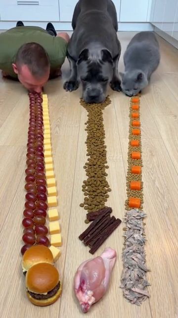 Нейросеть видео соревнования