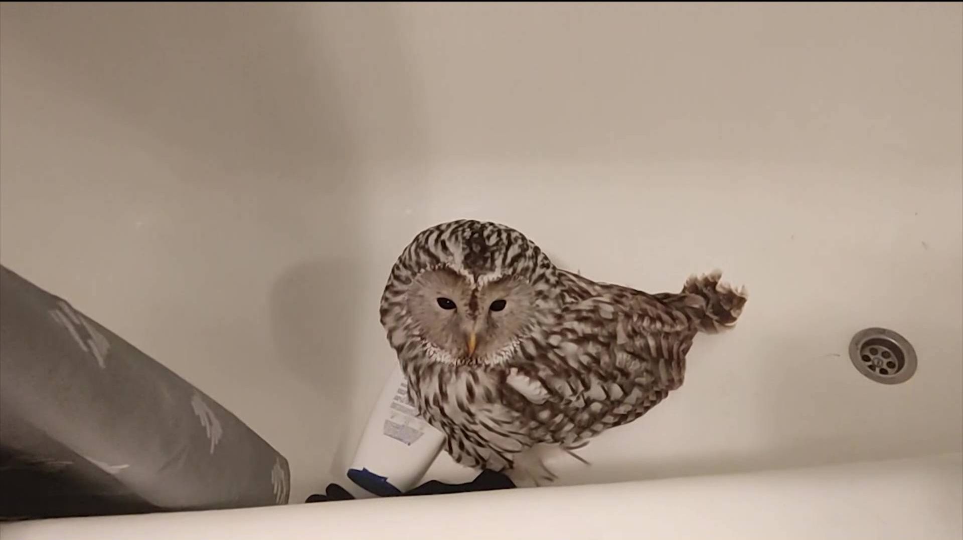 В Уфе на улице Рихарда Зорге сова врезалась в окно квартиры