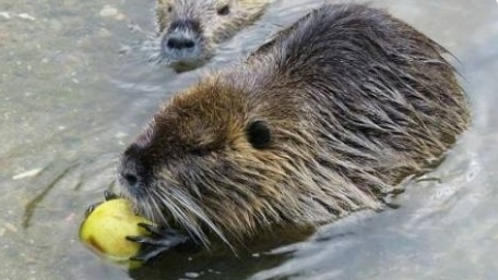 Не нажимай на эту кнопку!