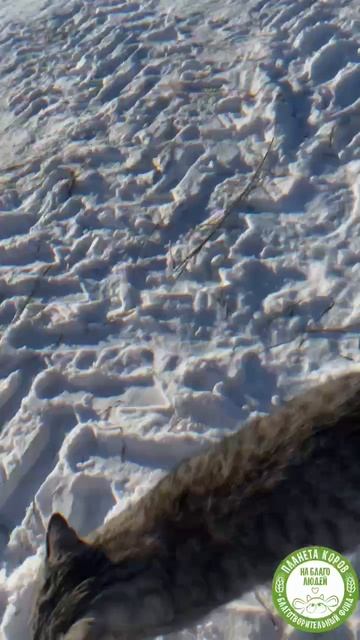 🐱 На  Планете Коров появилась новая жительница — невероятно красивая, ласковая и трепетная кошка