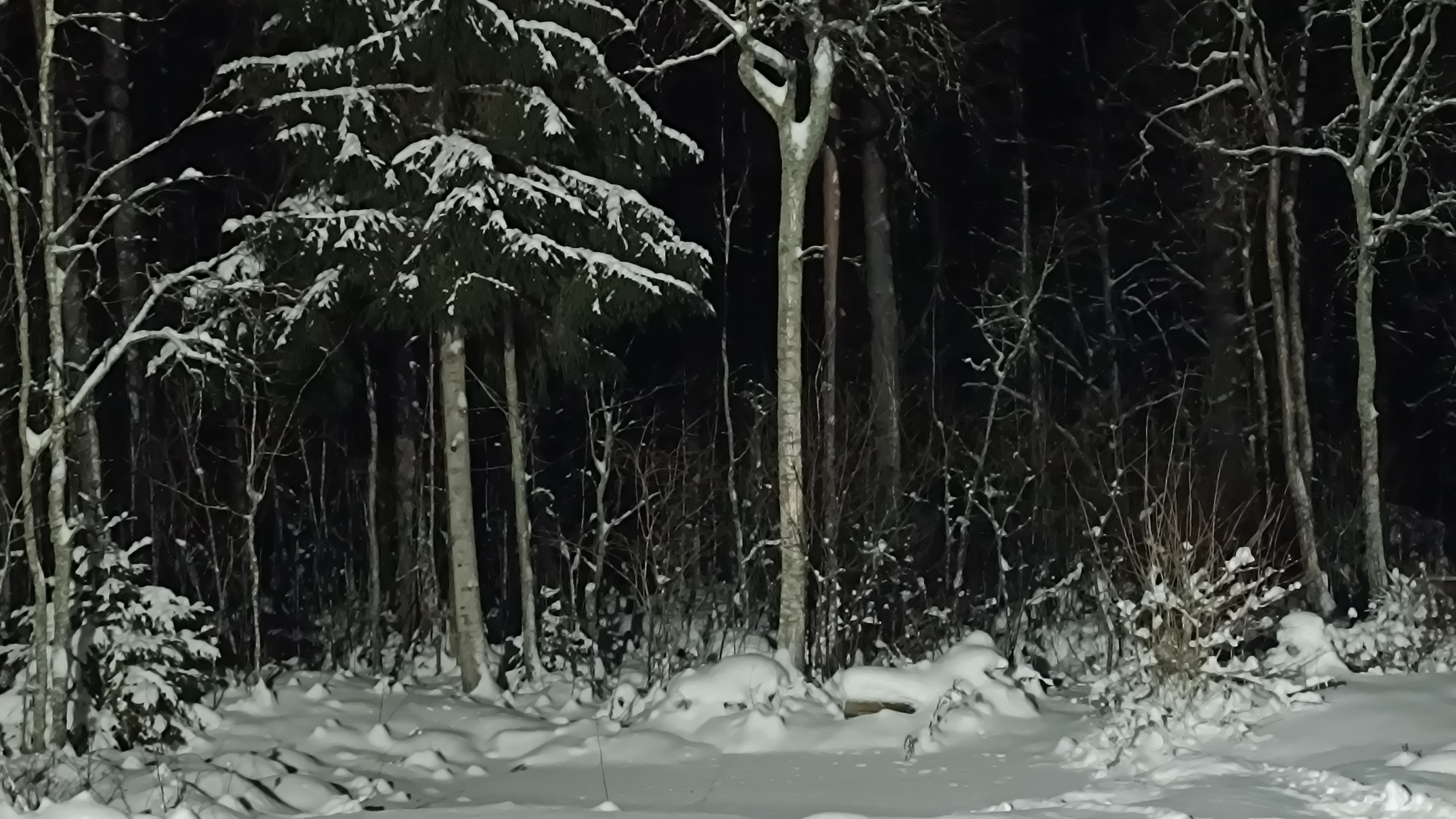 16.01.26 Дача Выборг.Зимний вечер пятницы.Новый можжевельник Спартан.