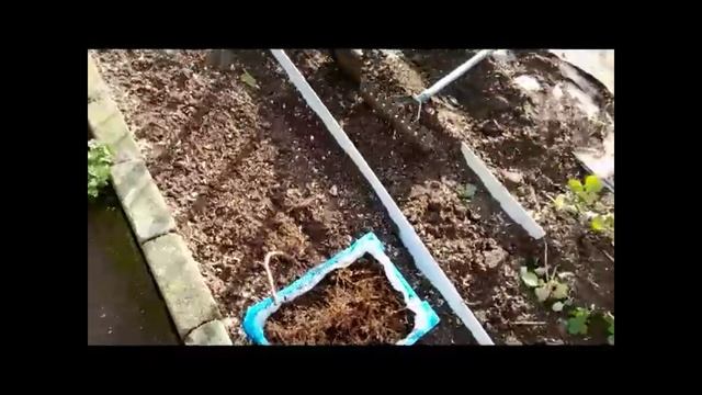 30 октября 2024. Размножение малины корневыми черенками.