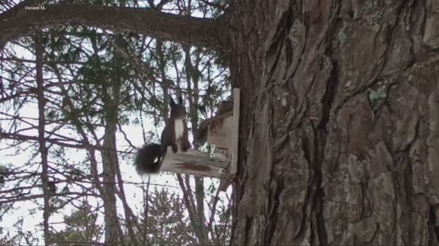 Белка и птички. 15 января Южно-Сахалинск.mp4