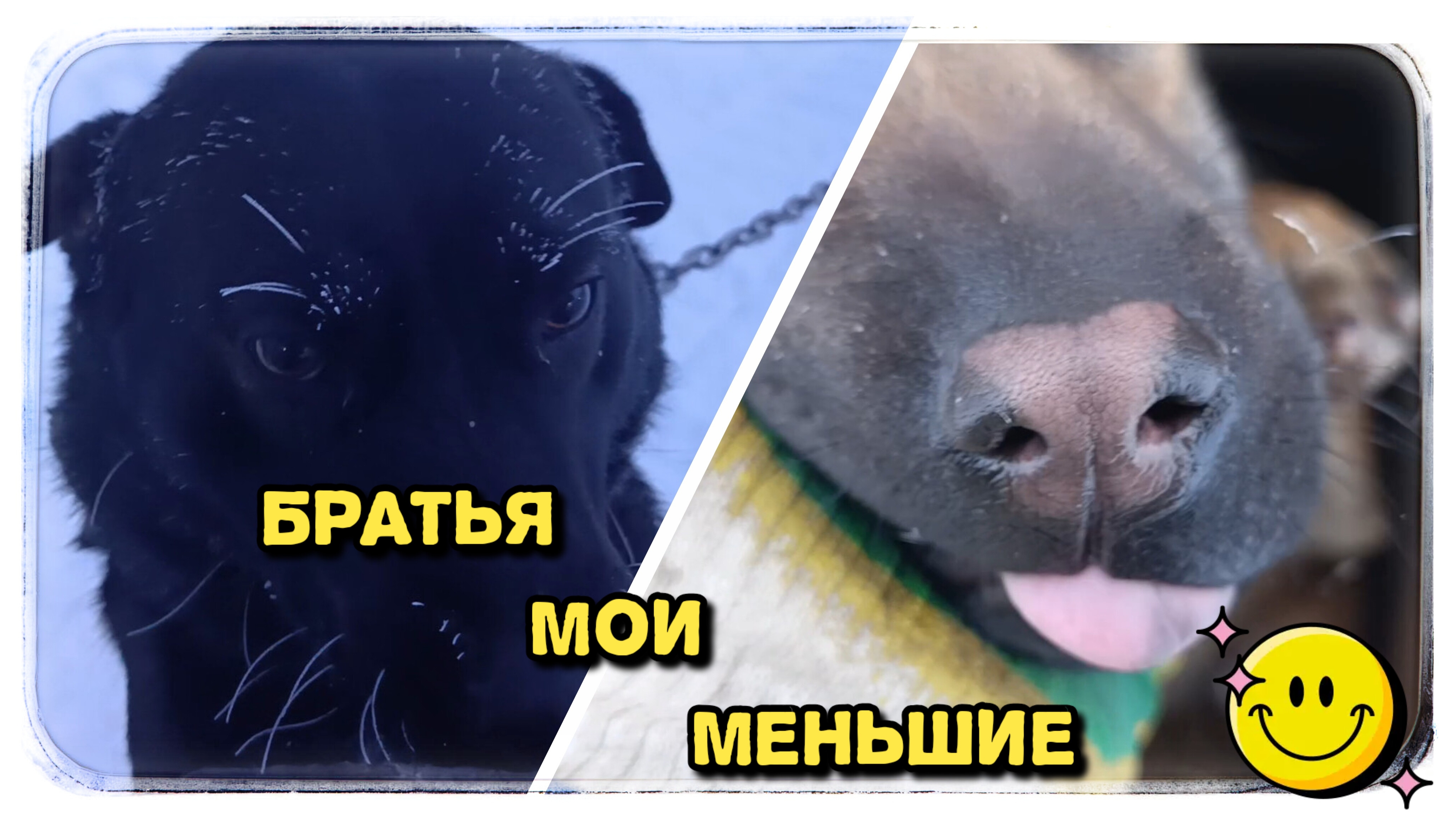 Посмотрите, как забавно зима нарядила мордашку моего пушистого друга, пса по кличке «Угадай».