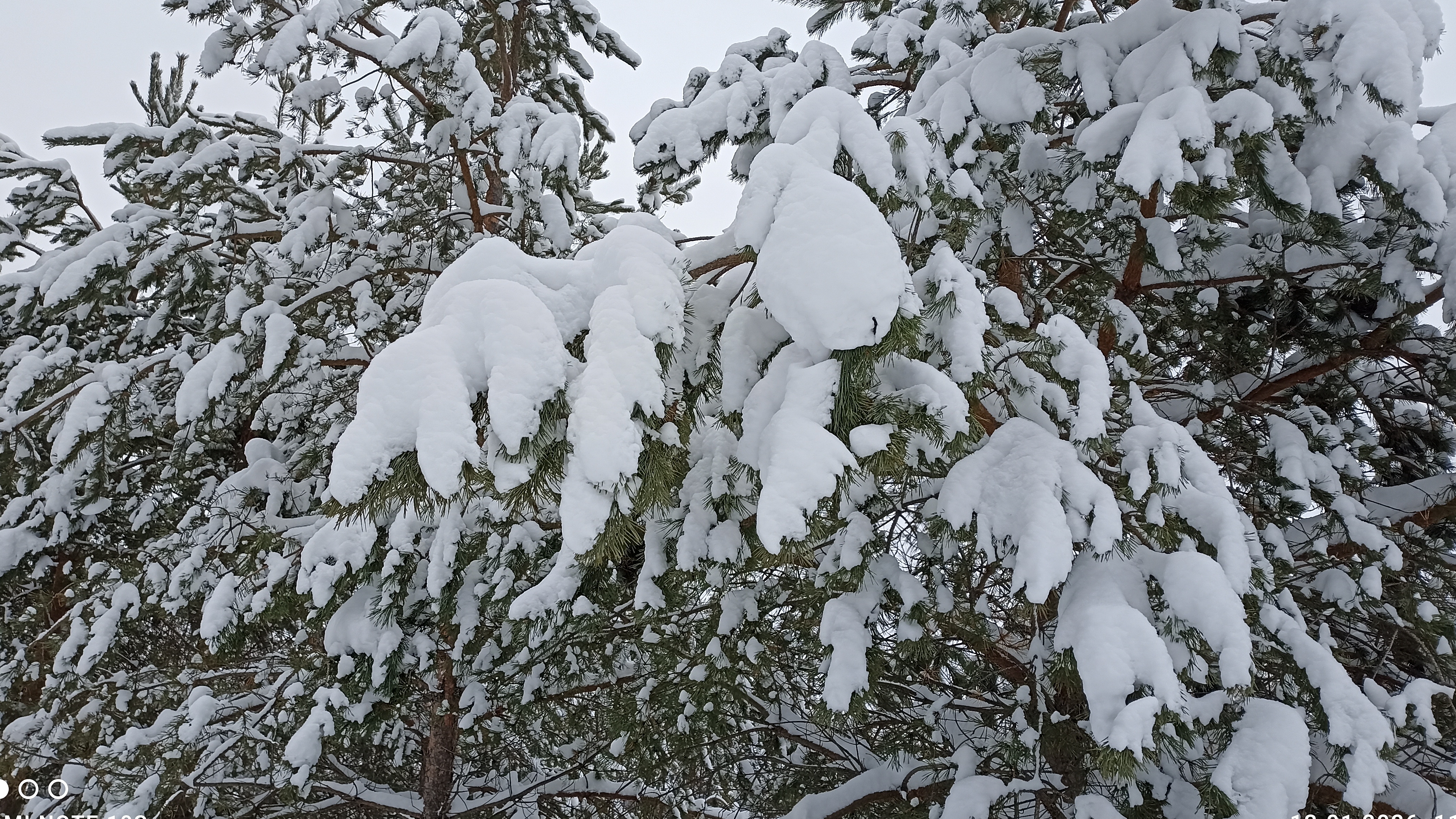 Заснеженный лес, следы зайцев.