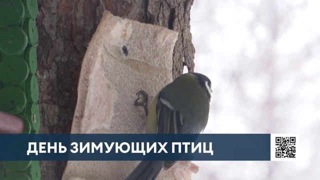 В День зимующих птиц в Нижнекамске дети приготовили для них угощение