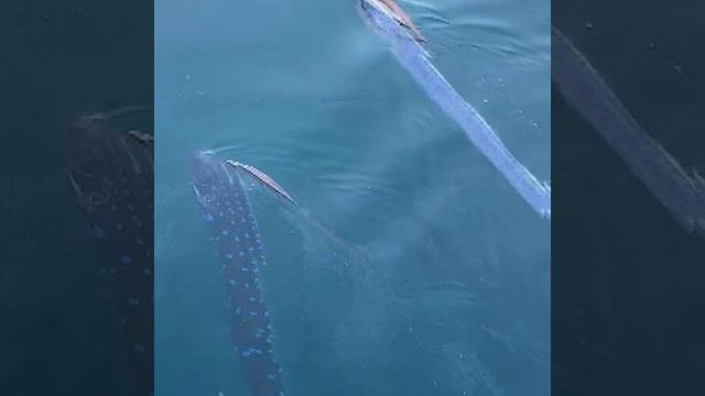 Рыба-ремень