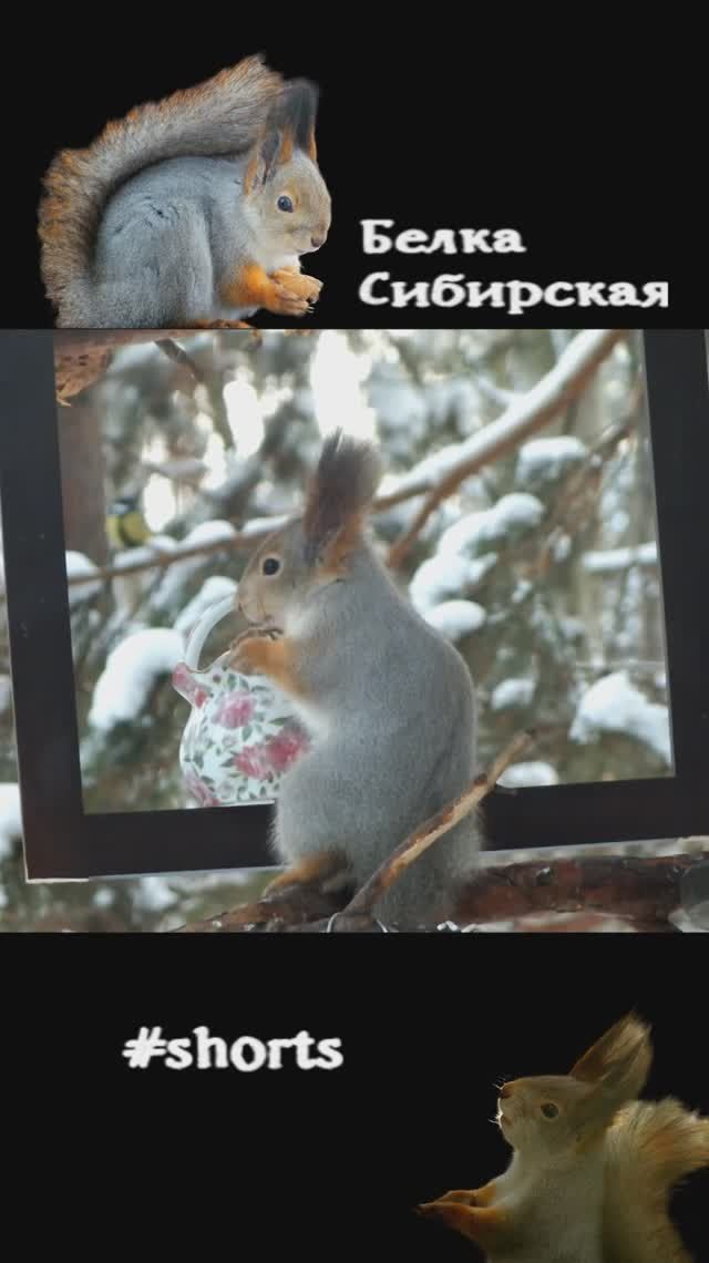 Одна белка на новой кормушке картине, а вторая снизу