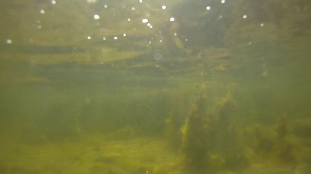 © "Поиски Соловецких колоколов" 2010 Мелководье, подводные съемки 1001