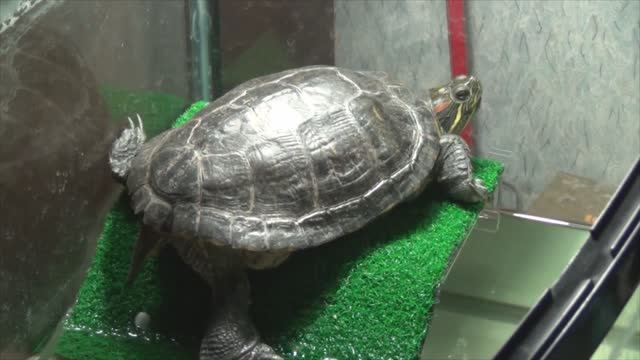 Черепашка Тортик 15.11.2025. пост гордости