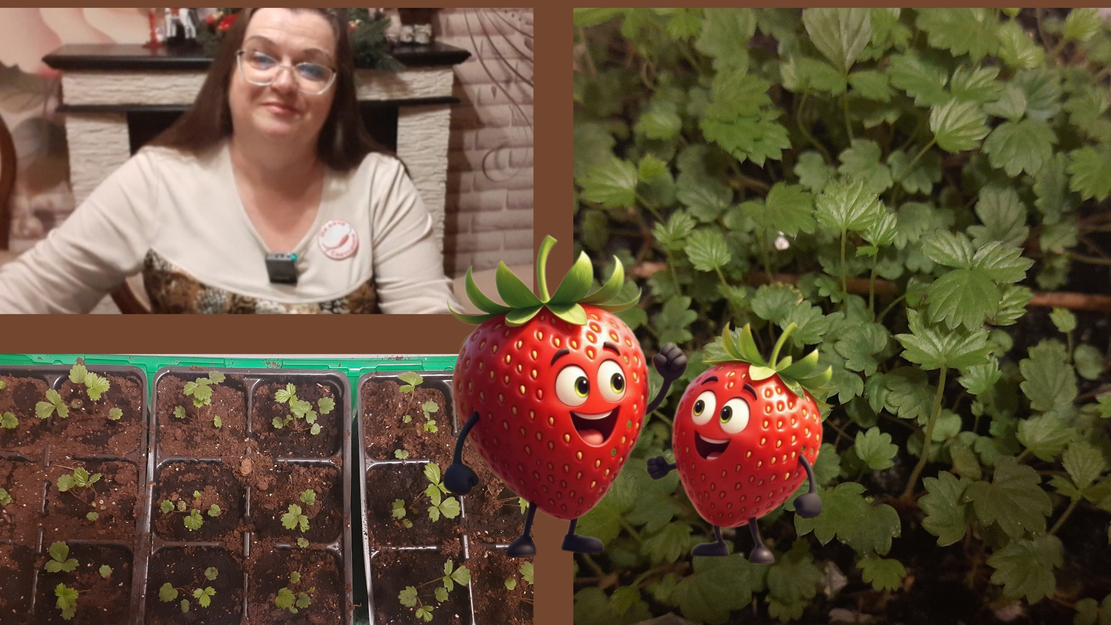 Земляника из семян. Пикировка