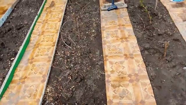 19 апреля 2025. Корневые черенки малины начинают всходить.