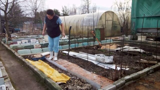 28 марта 2025. Выкапываю корневые черенки малины.