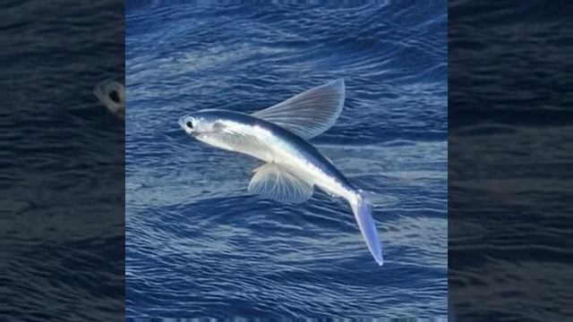 Летучая рыба