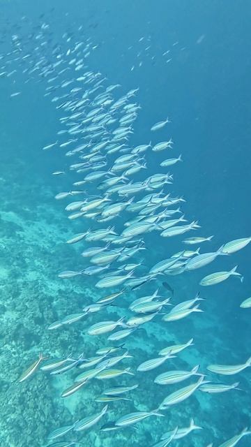 Сноркелинг на Мальдивах, риф острова Киадуфару (Kihaadhufaaru) 21.11.25